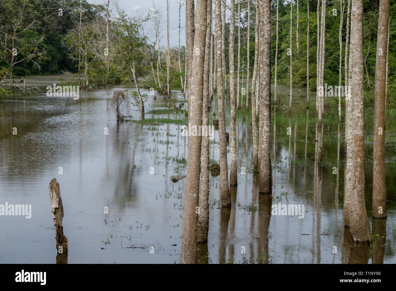 Trees growing out of a swamp near Angkor Wat Stock Photo - Alamy