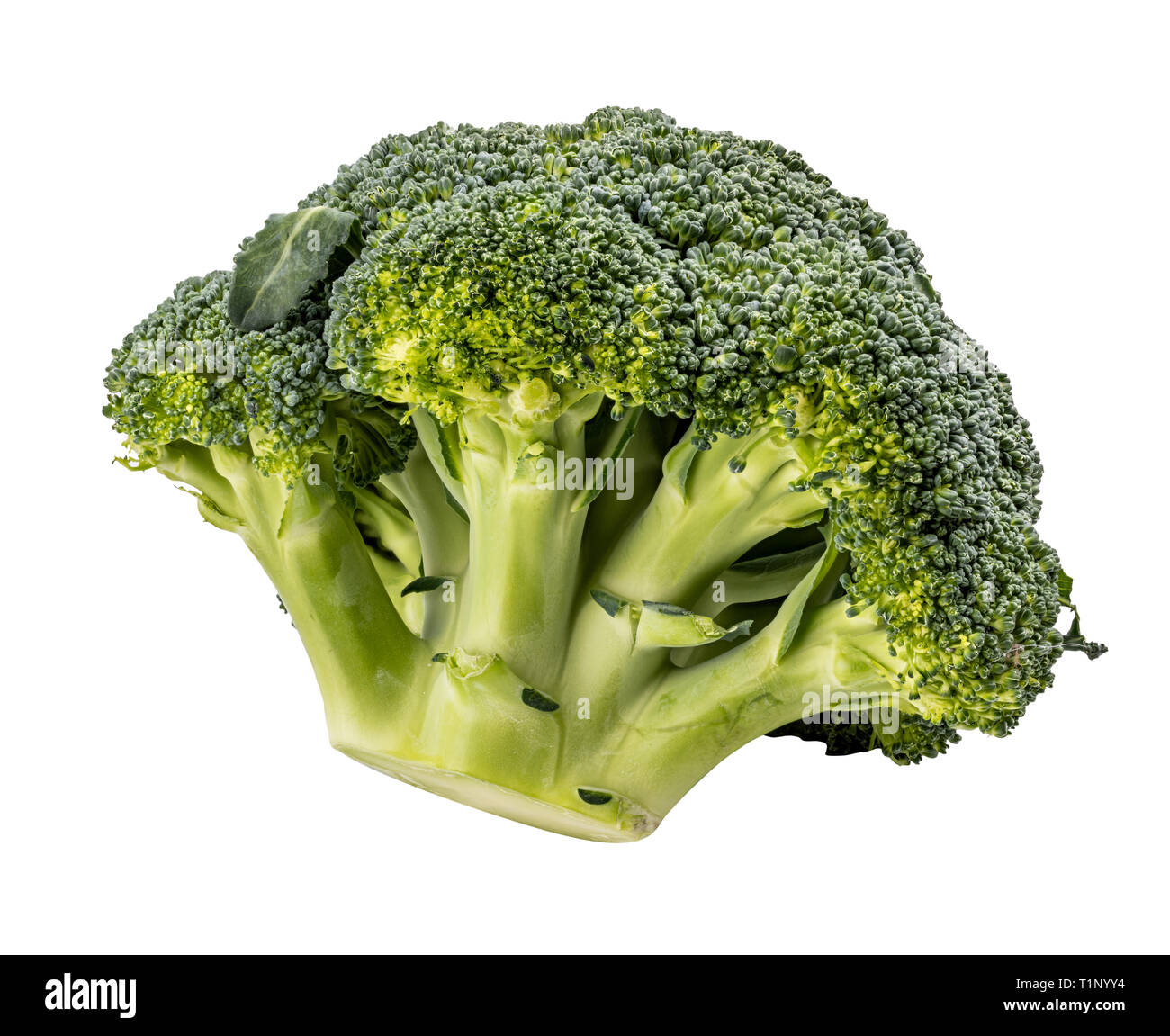 Broccoli isolated on white background Stock Photo - Alamy
