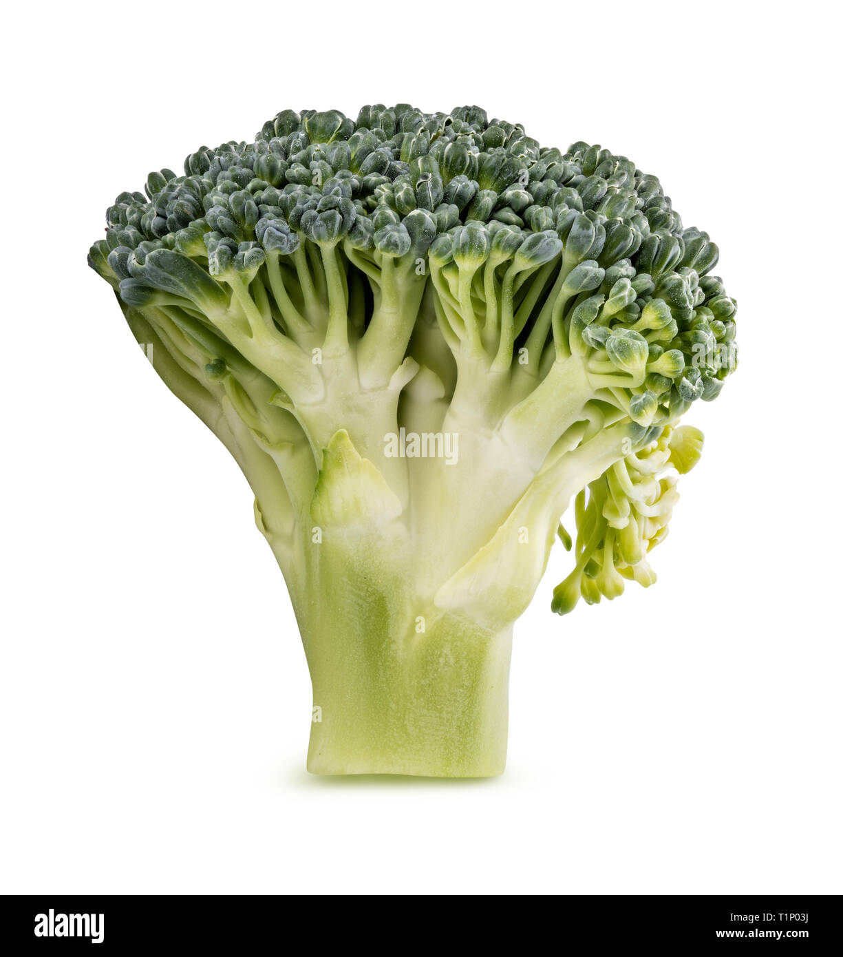 Broccoli isolated on white background Stock Photo - Alamy