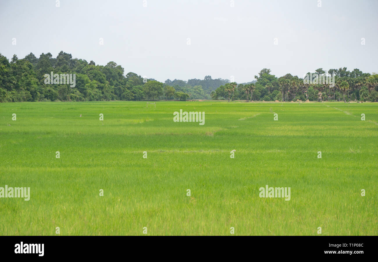 Massive rice fields in south east Asia Stock Photo - Alamy