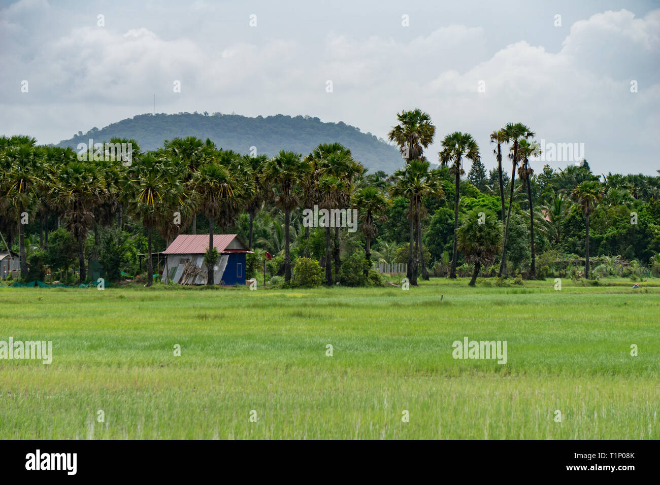 Typical rural Cambodian scene with rice paddies and palm trees near a ...