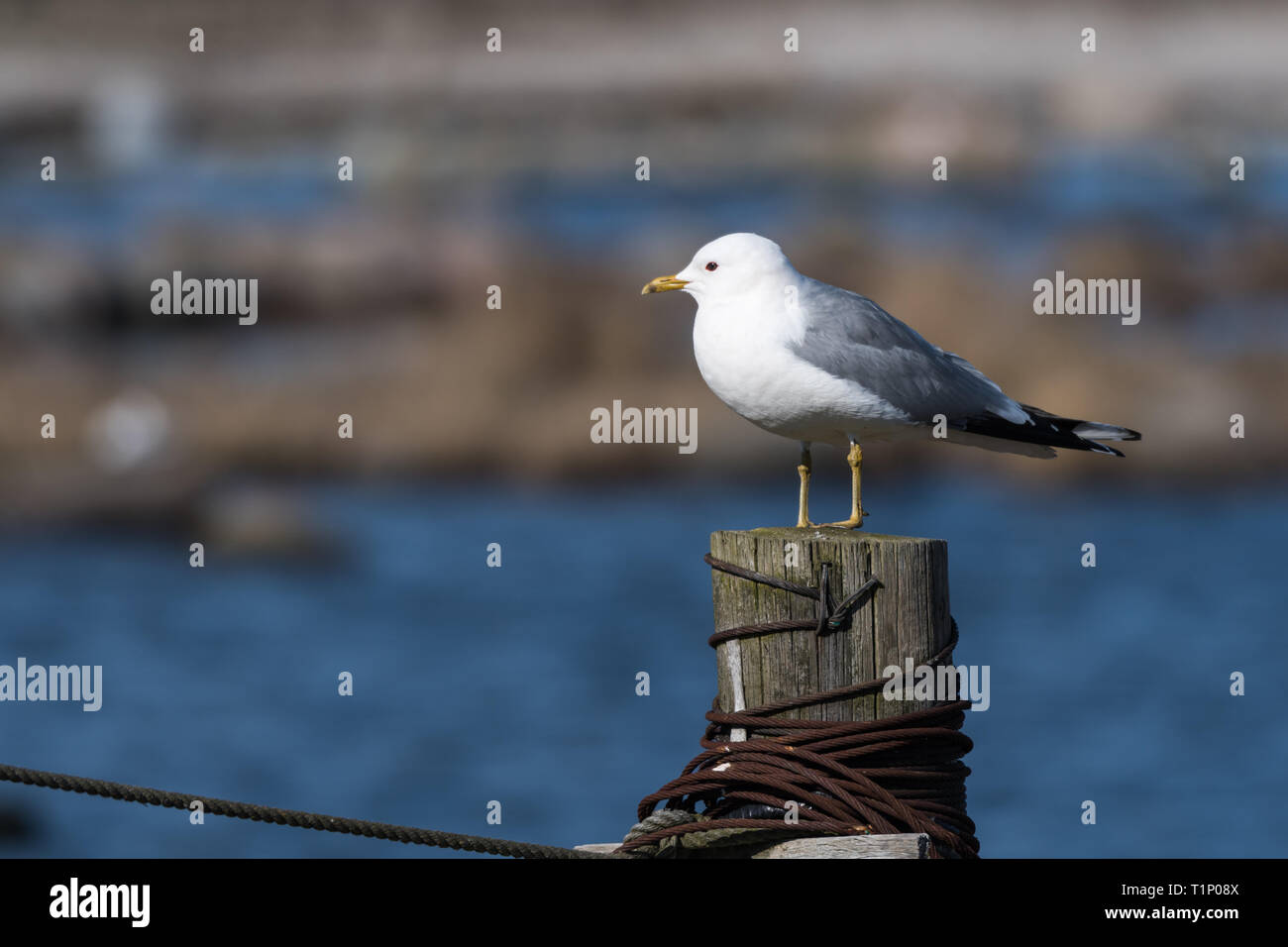 Common seagull hi-res stock photography and images - Alamy
