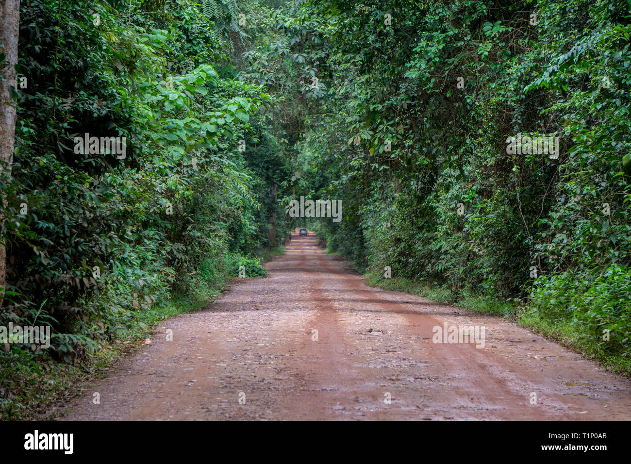 Track road forest jungle africa hi-res stock photography and images - Alamy