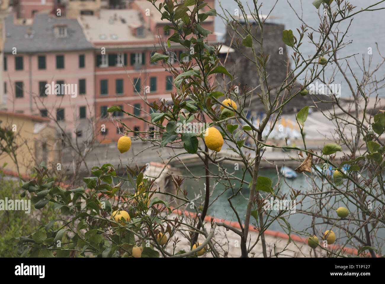 Lemon trees amalfi hi-res stock photography and images - Alamy