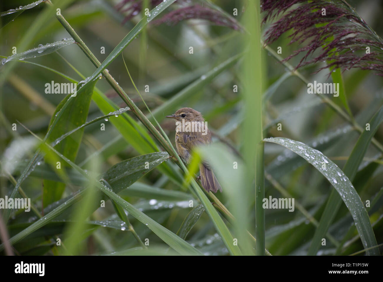 Wet chiffchaff hi-res stock photography and images - Alamy