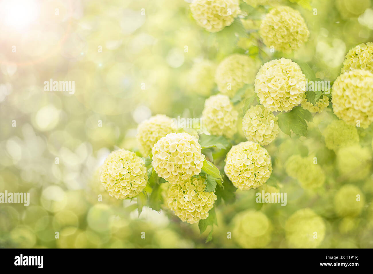 Floral spring summer background hi-res stock photography and images - Alamy