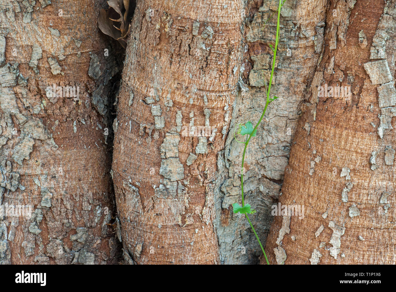 The pattern of the old Bodhi tree in the summer of Thailand Suitable ...