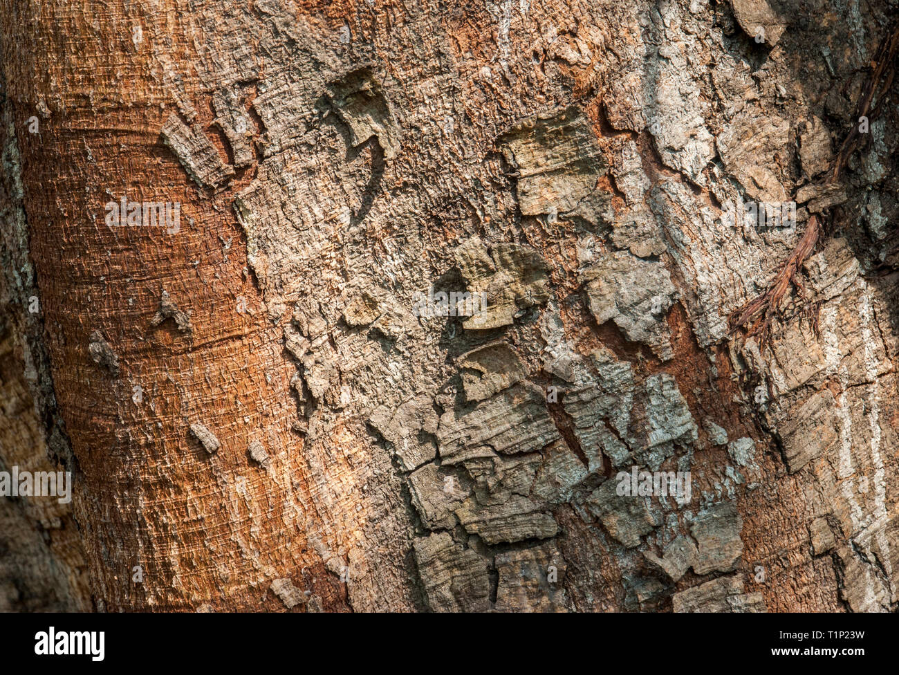 The pattern of the old Bodhi tree in the summer of Thailand Suitable ...