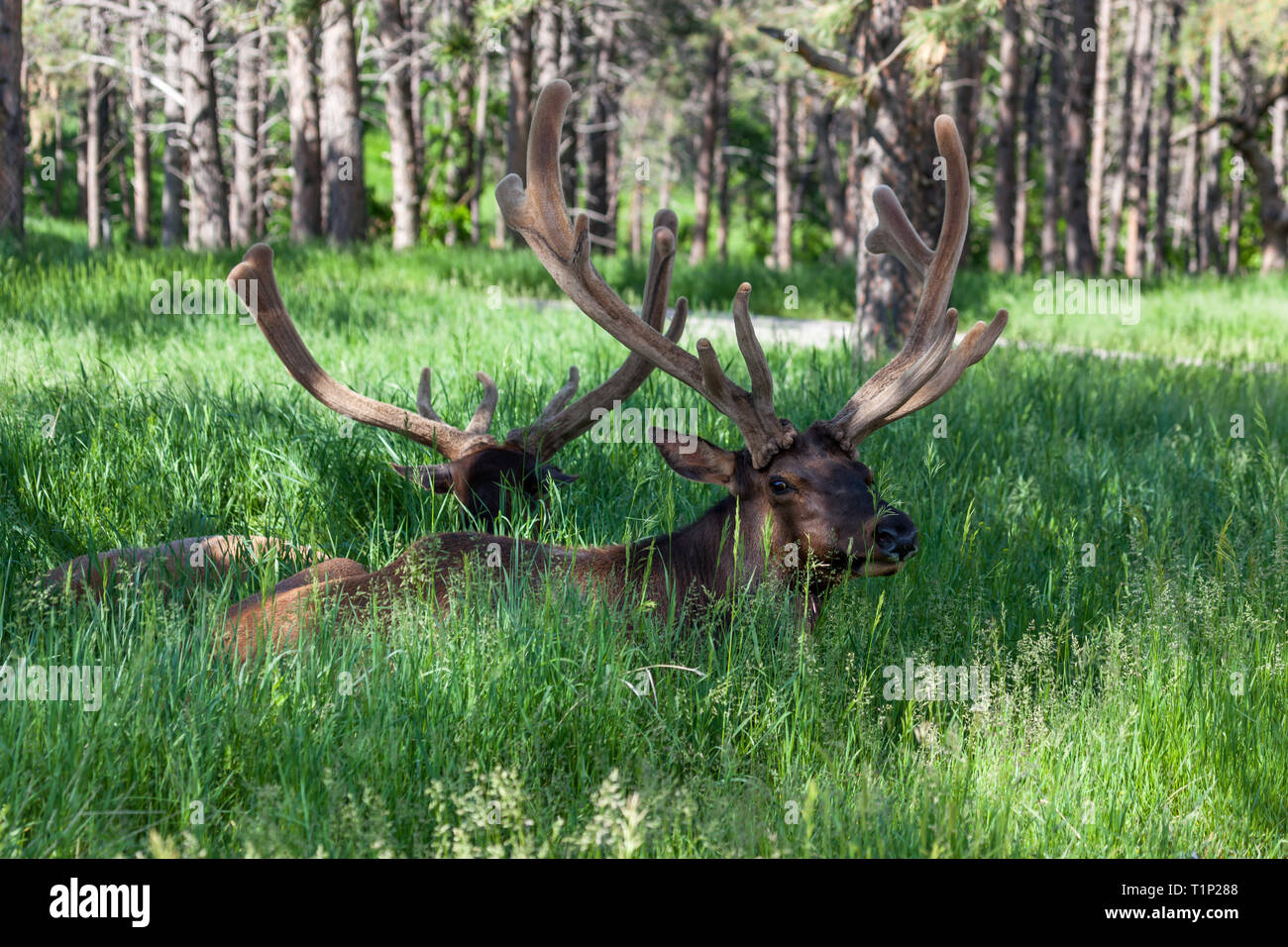 Roosevelt park and zoo hi-res stock photography and images - Alamy