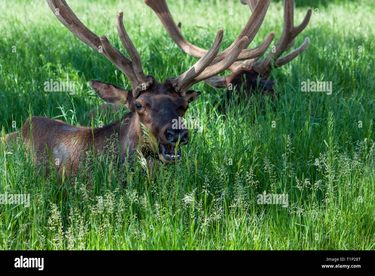 Two large male elk laying in the shade and deep spring grass with tall ...