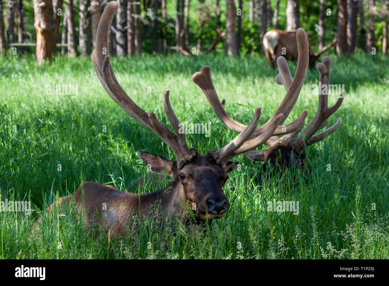 Two large male elk laying in the shade and deep spring grass with tall ...