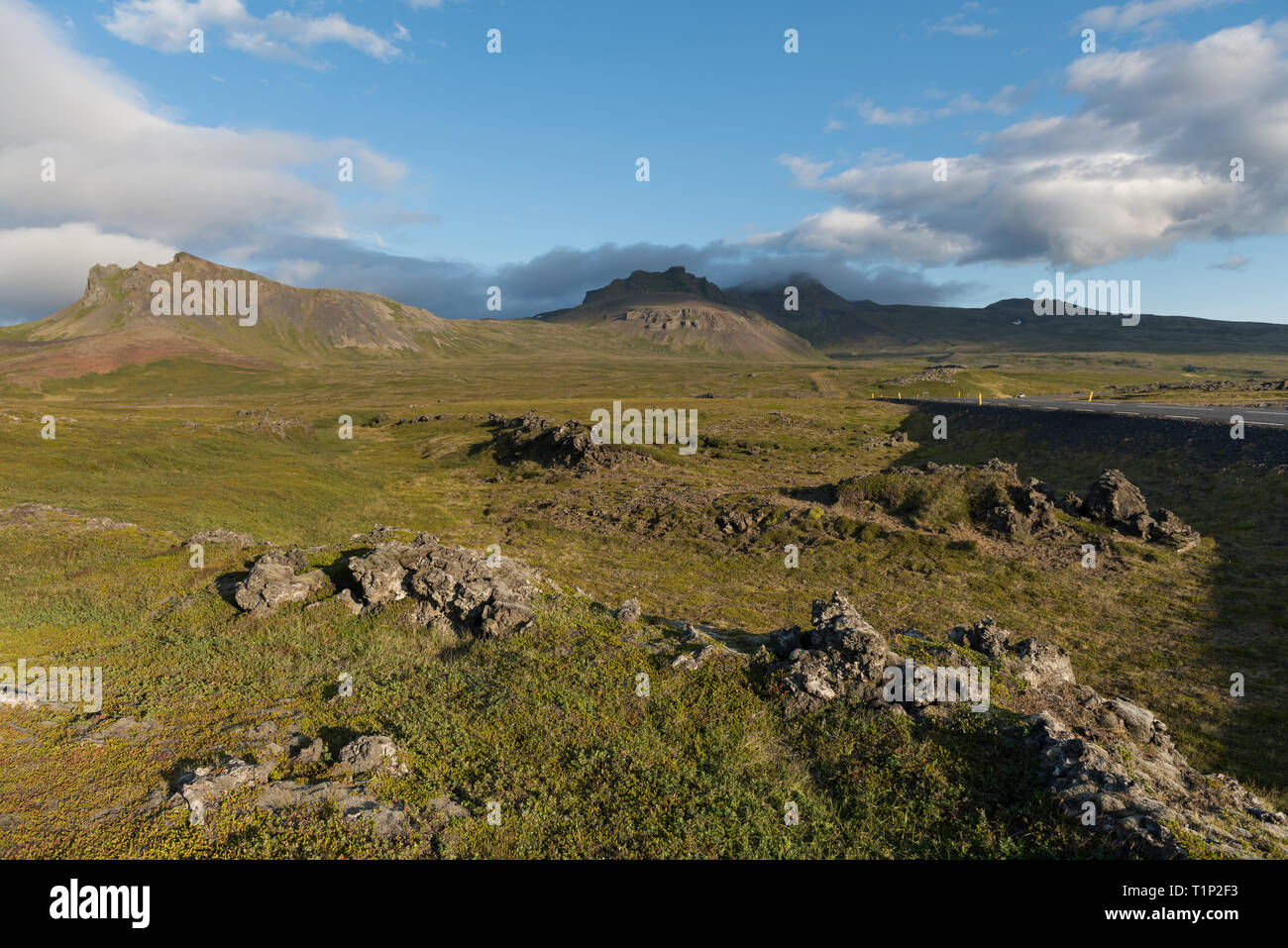 Landscape with wooly moss of Iceland. The moss is a predominant part of ...