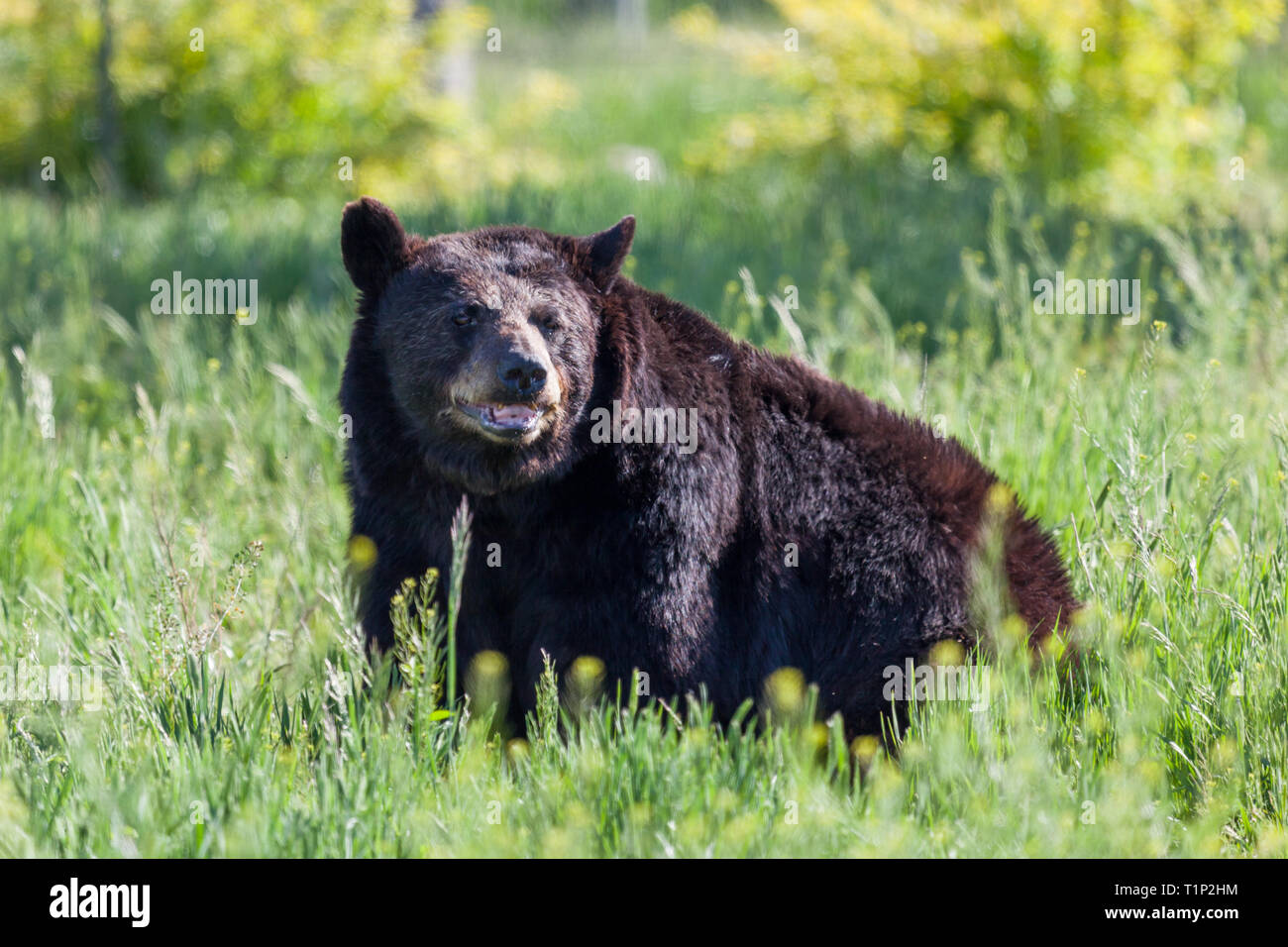 Old black bear sitting hi-res stock photography and images - Alamy