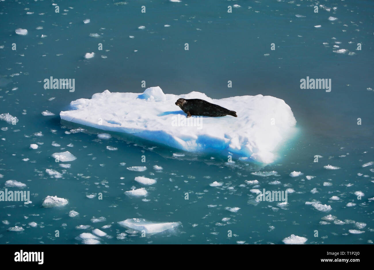 Seal on an iceberg in the icy waters of Alaska Stock Photo - Alamy