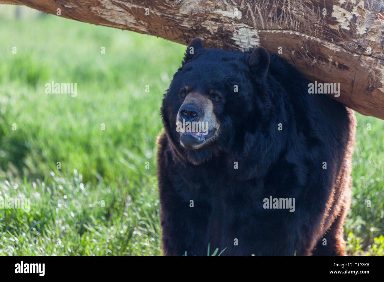 Angry Black Bear Standing