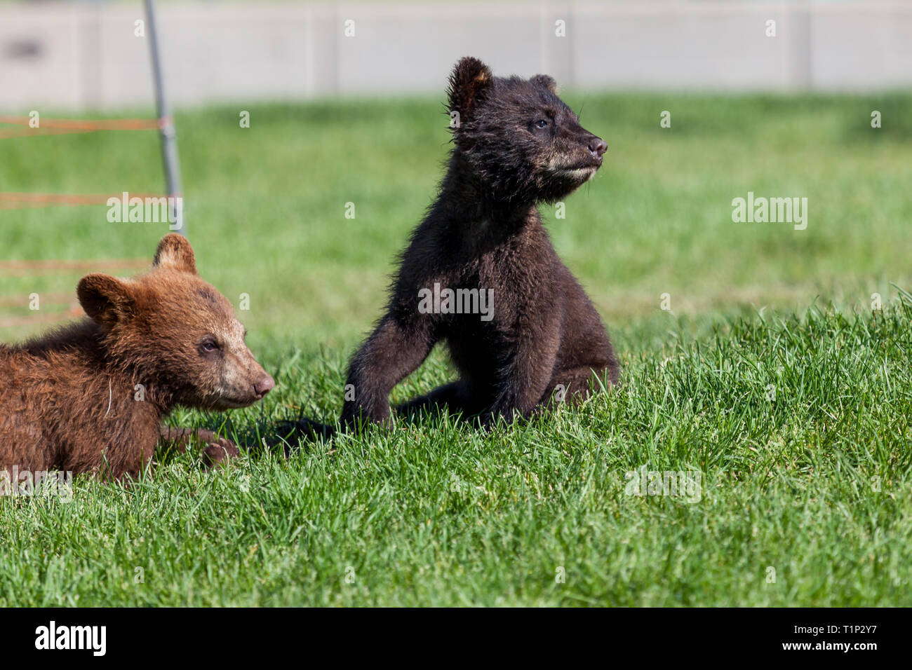 Two cute little baby bears sitting in the sunshine on the green grass ...