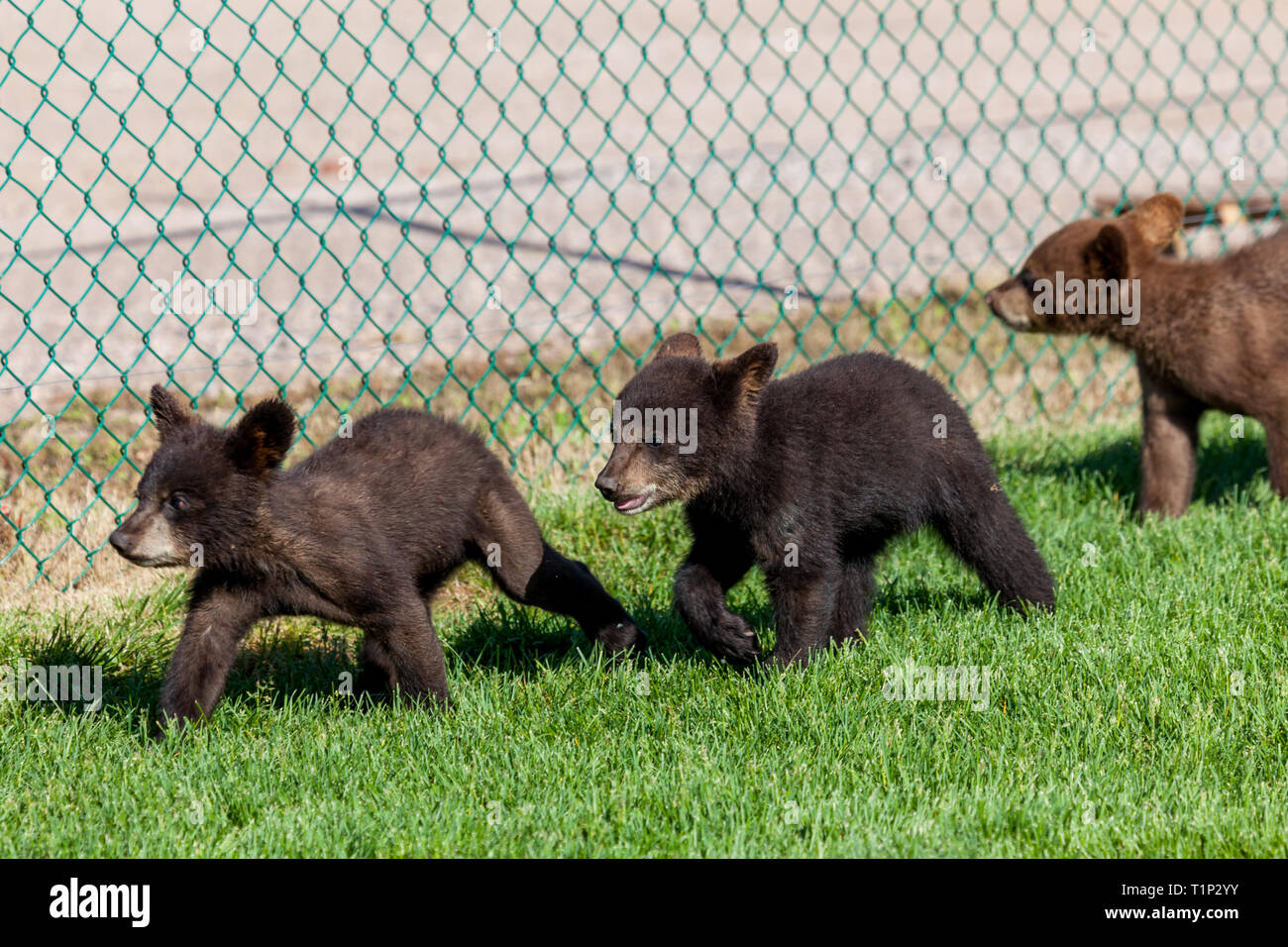 Two baby black bears and one baby brown bear walking in a row along a ...
