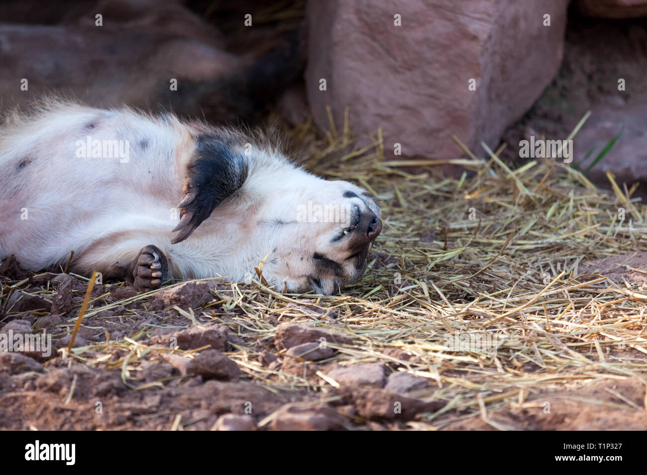 A badger sleeping on its back in the straw with a white underbelly and ...