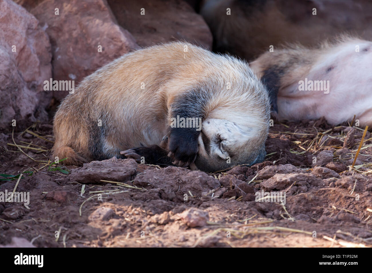 Rapid eyes hi-res stock photography and images - Alamy