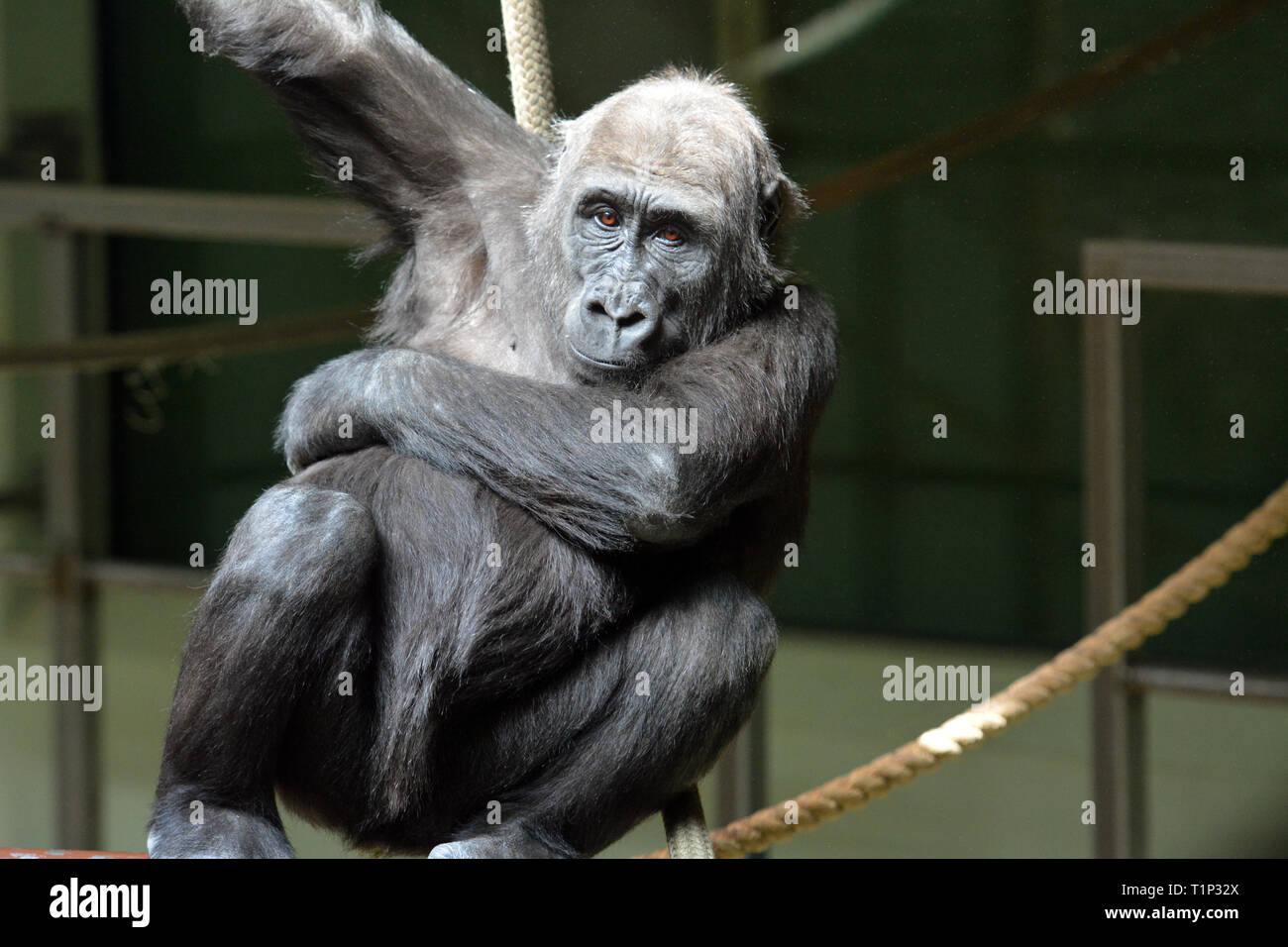 Gorilla on rope Stock Photo - Alamy