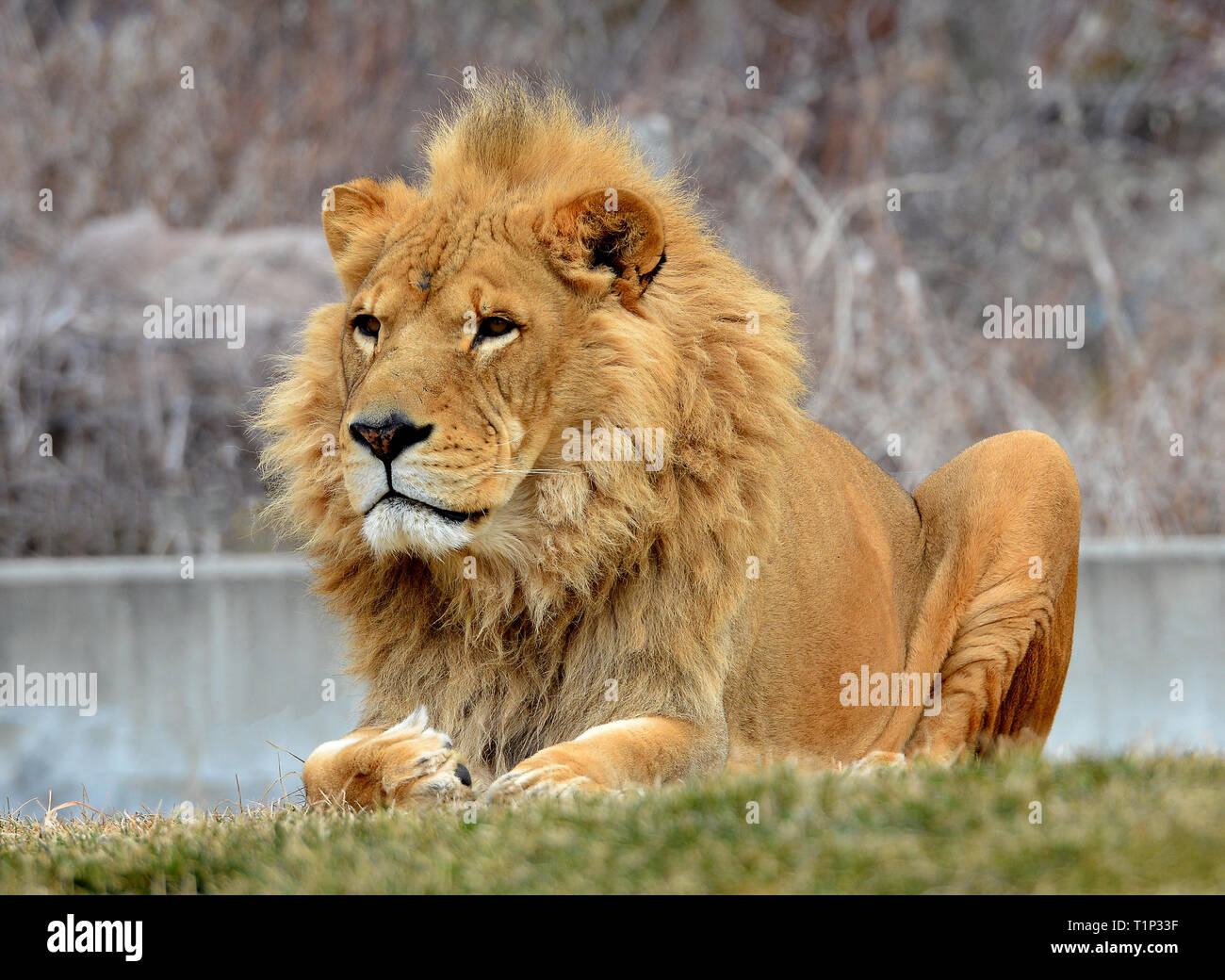 Orange Lion Laying Down Logo