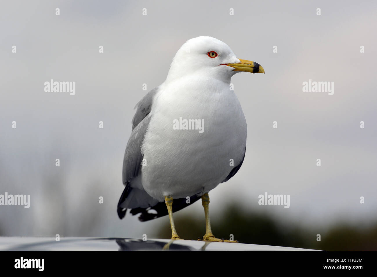 Seagull bird profile Stock Photo - Alamy