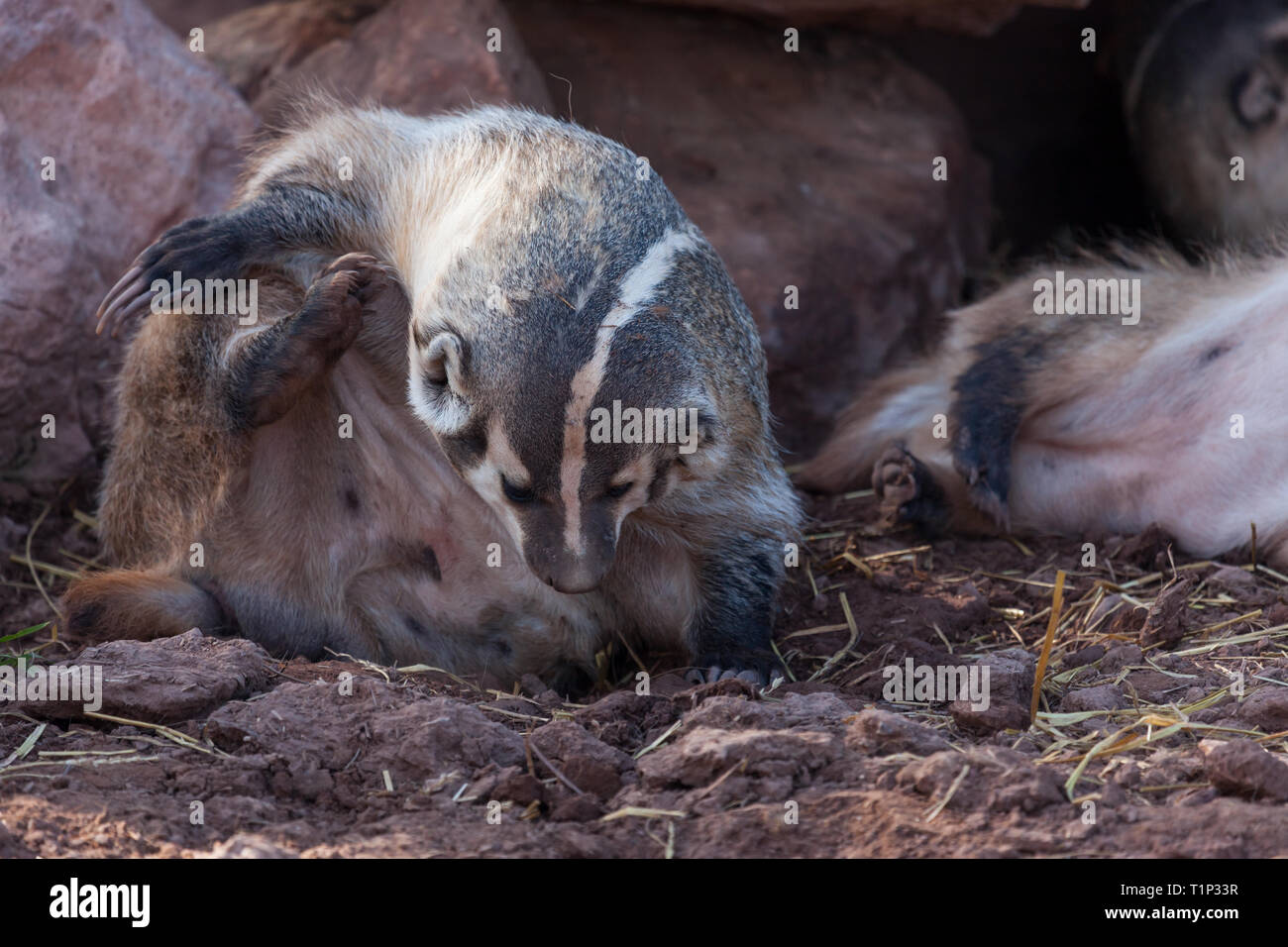 Badger sitting hi-res stock photography and images - Alamy