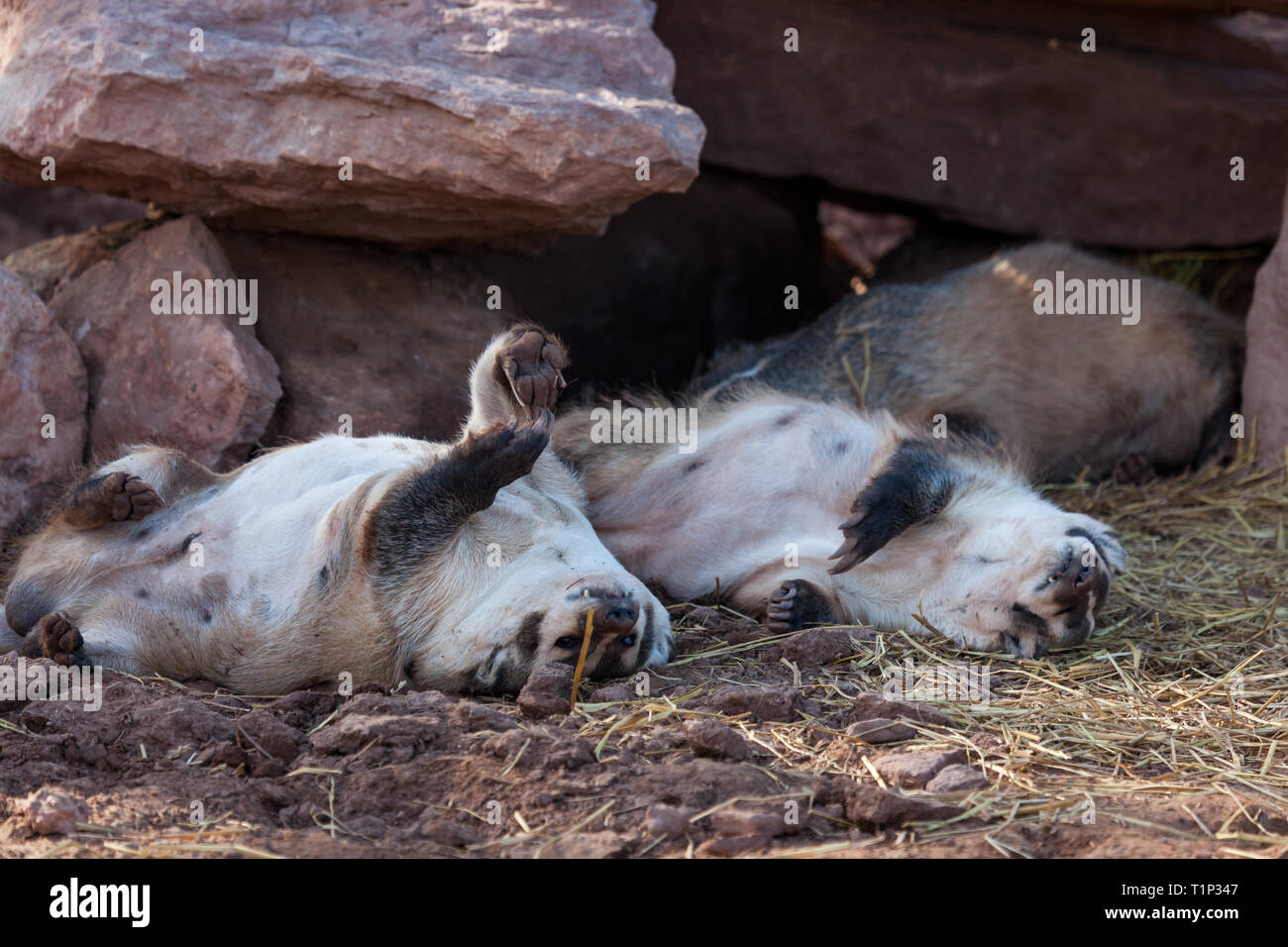 A funny badger stretching its paw with its other foot while laying next ...