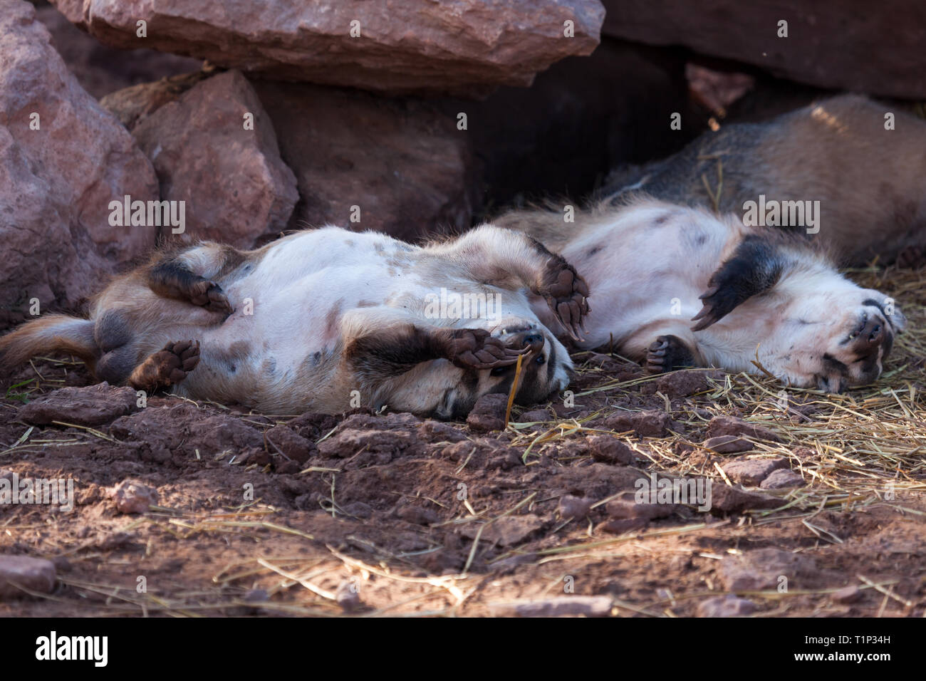 A funny badger laying on its back with its paws raised on either side ...