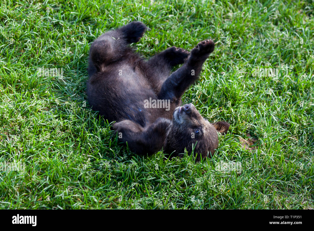 Bear laying on back hi-res stock photography and images - Alamy