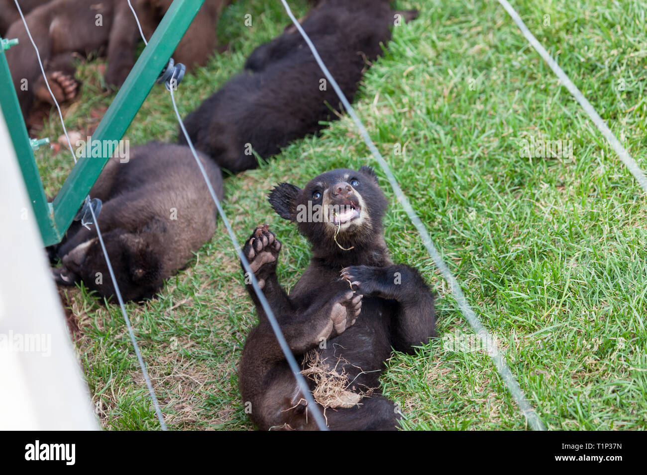 Baby black bears playing at bear country hi-res stock photography and ...