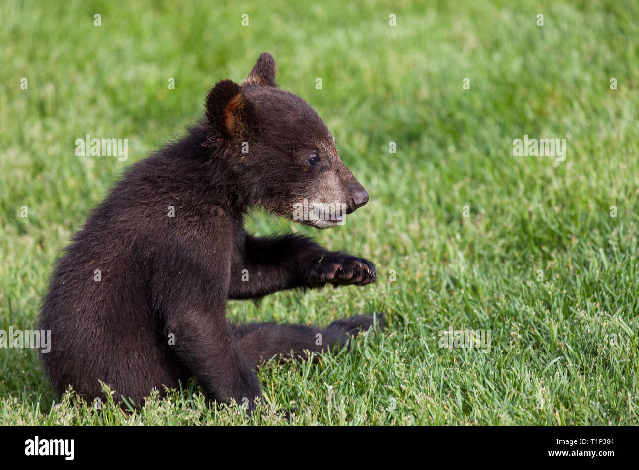 Cute Baby Black Bear