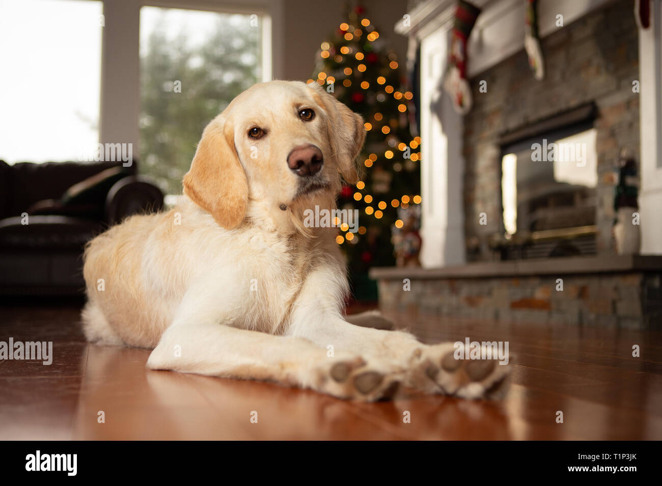Yellow labrador retriever dog sitting in front of Christmas tree and ...