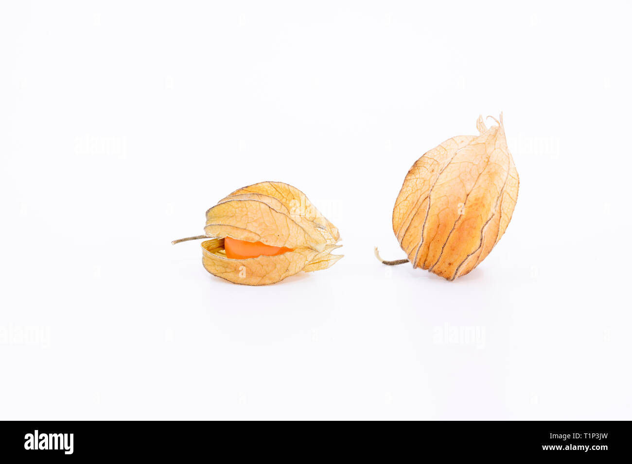 The plant known as aguaymanto, uchuva, uvilla or ushun (Physalis ...