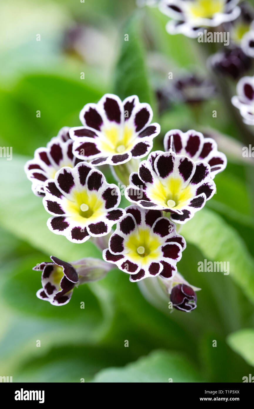 Silver petals hi-res stock photography and images - Alamy