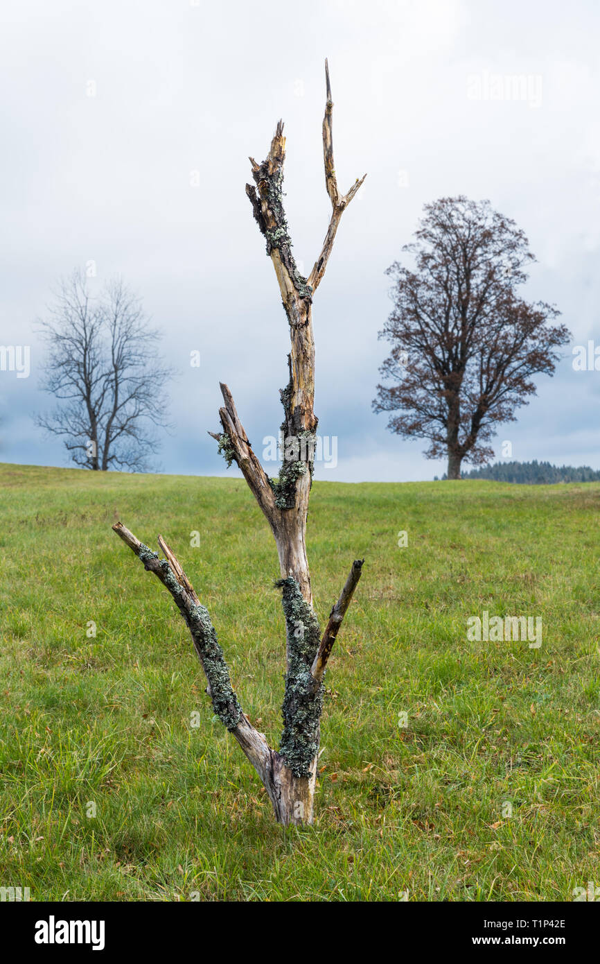Pointed dry old tree stub in green grass. Tranquil autumn landscape ...