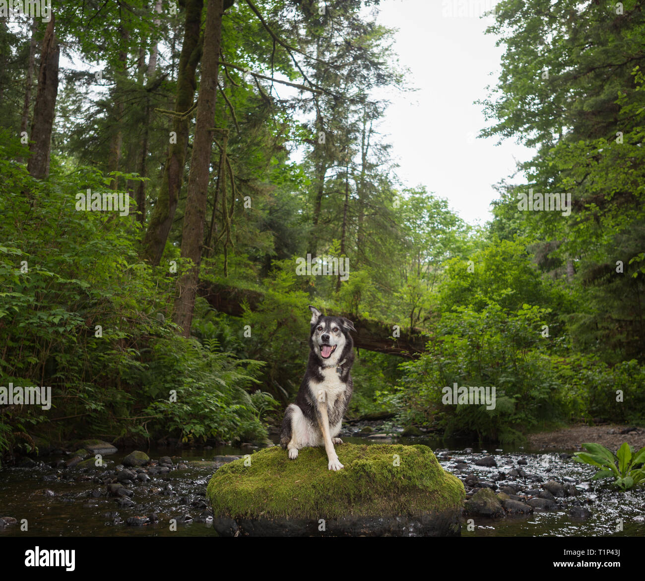 Large breed dog sitting on rock in the forest Stock Photo - Alamy