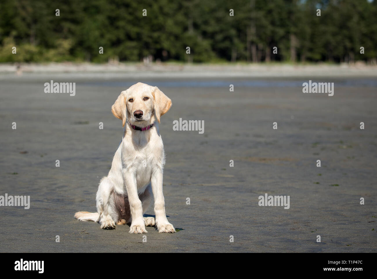 Labrador sitting on beach sand hi-res stock photography and images - Alamy