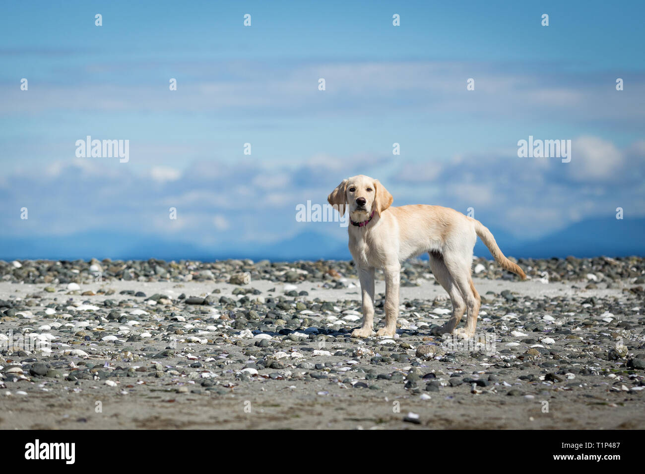 Labrador standing on beach hi-res stock photography and images - Alamy