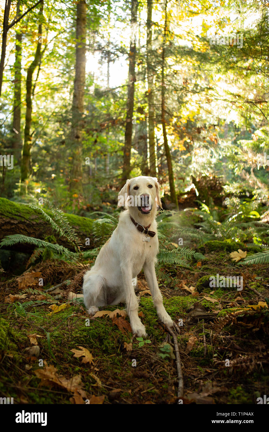 Yellow lab in woods hi-res stock photography and images - Alamy