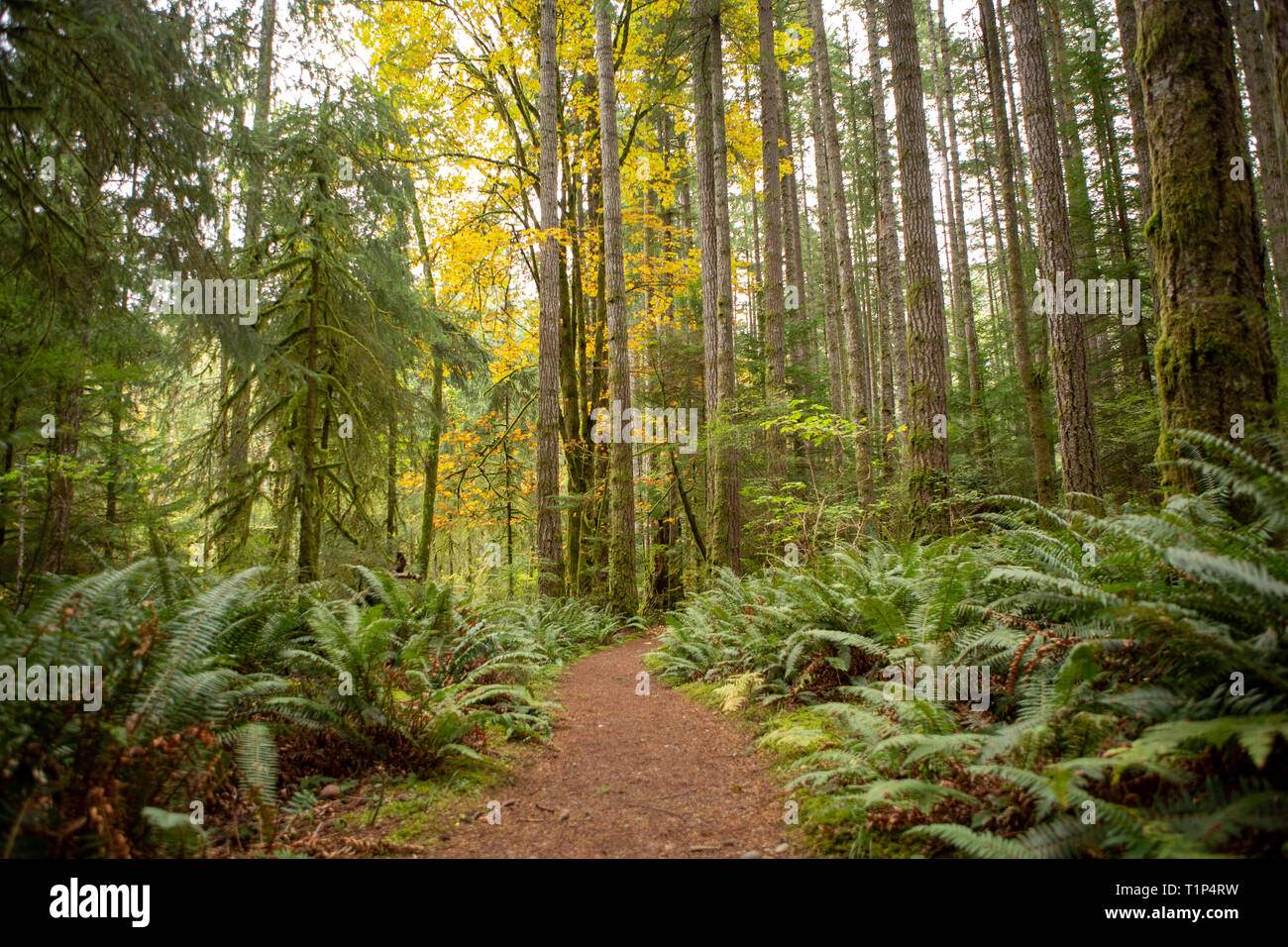 Beautiful path through the forest in the fall Stock Photo - Alamy