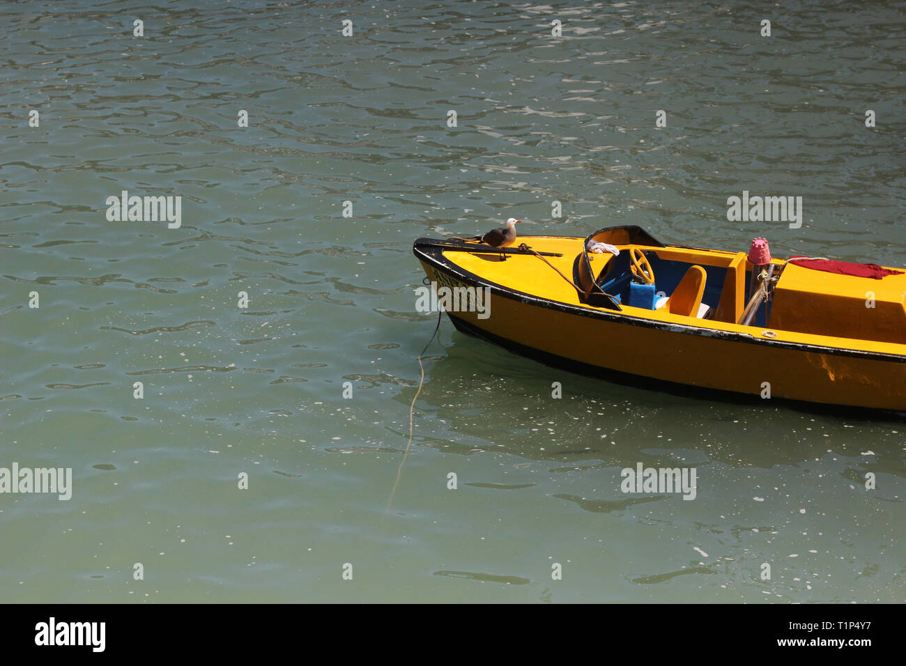 Seagull on a boat Stock Photo - Alamy