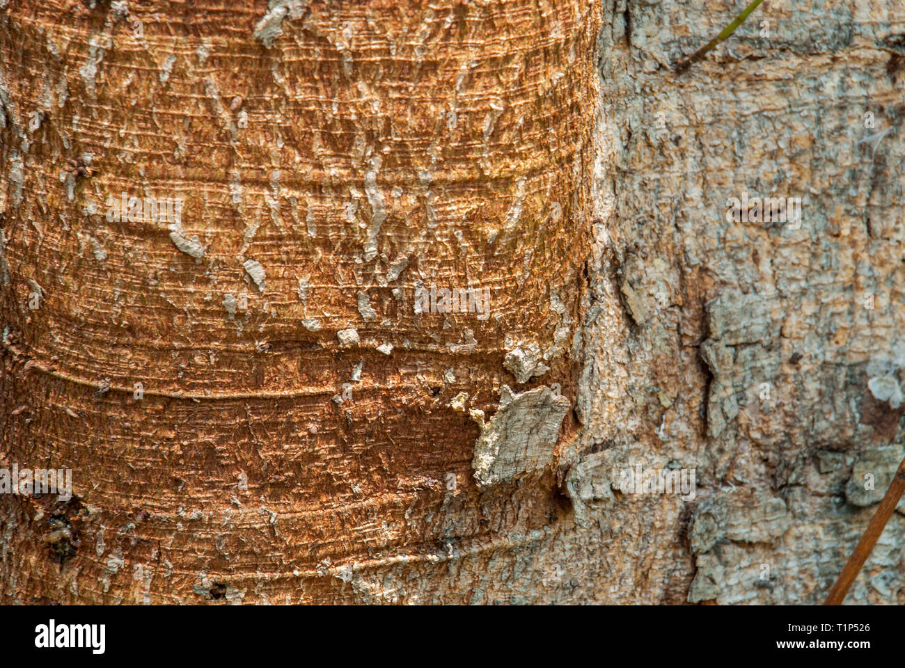 The pattern of the old Bodhi tree in the summer of Thailand Suitable ...