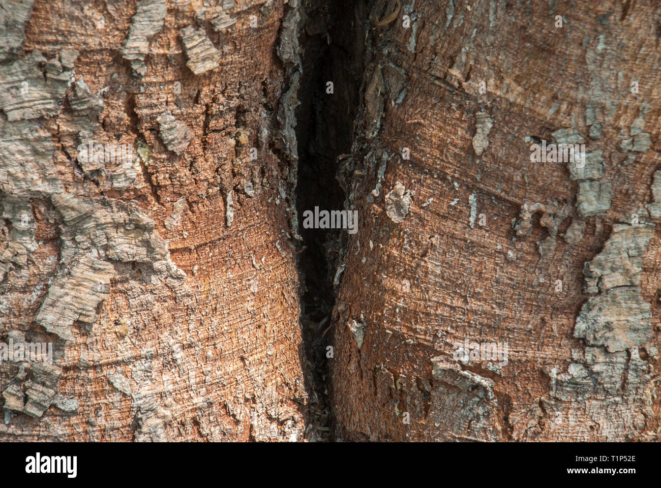 The pattern of the old Bodhi tree in the summer of Thailand Suitable ...