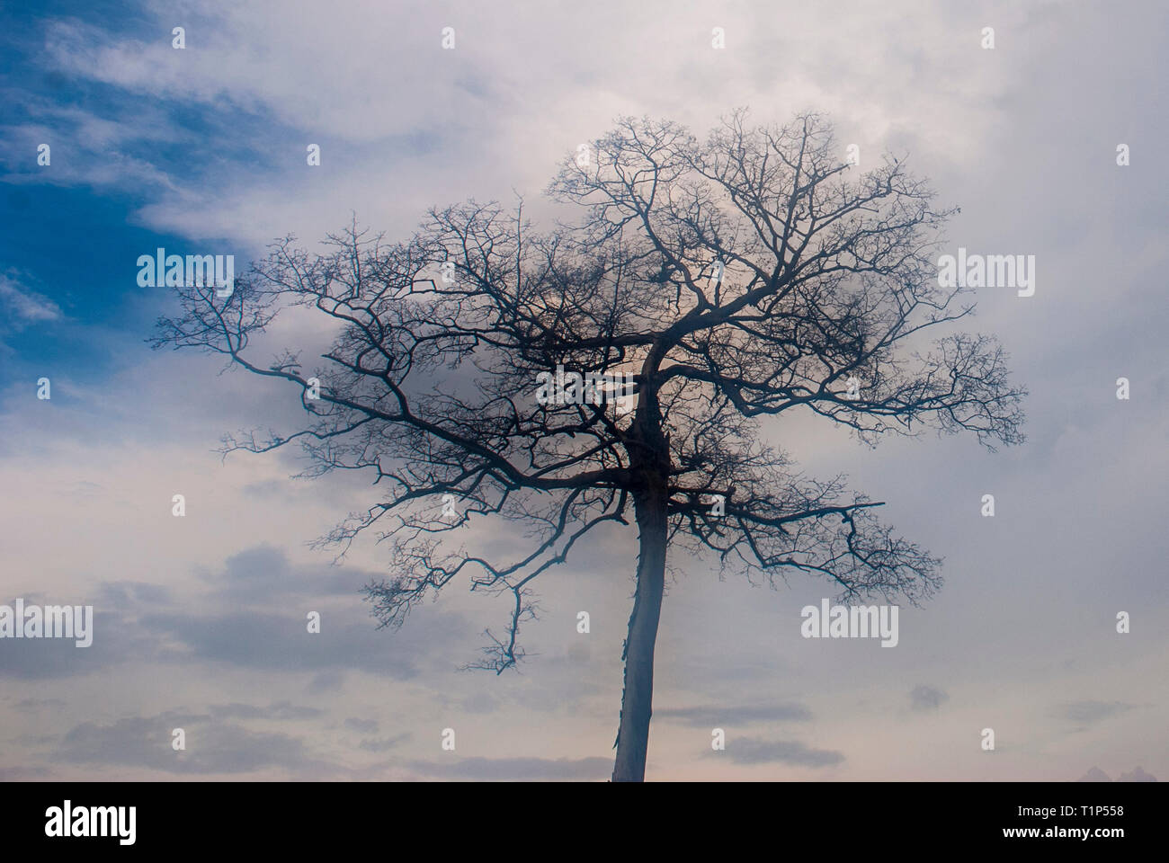 Retro abstract dry tree on the sky background - can be used to display ...