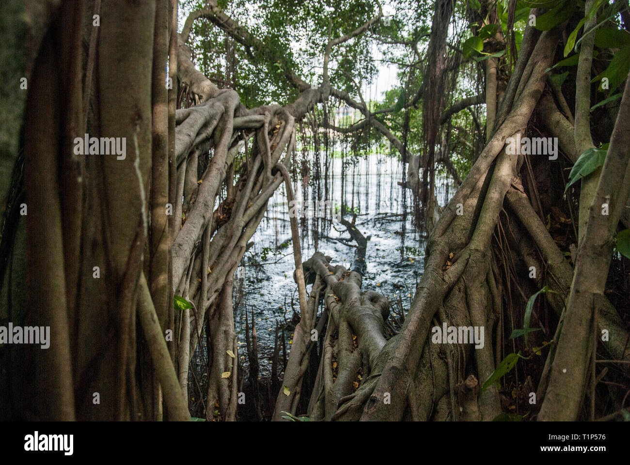 Mangrove forest intertidal estuary hi-res stock photography and images ...