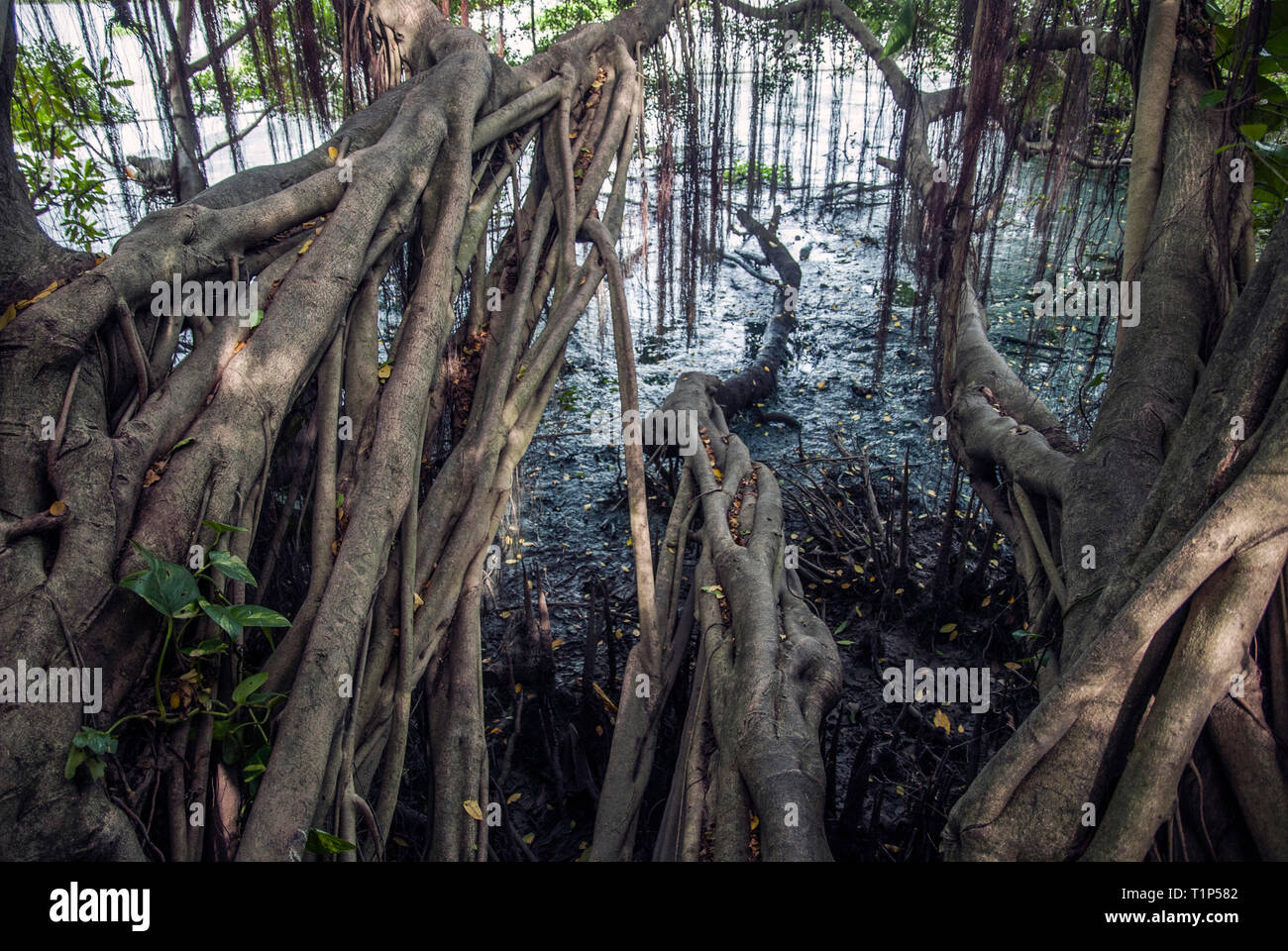 Mangrove forest intertidal estuary hi-res stock photography and images ...