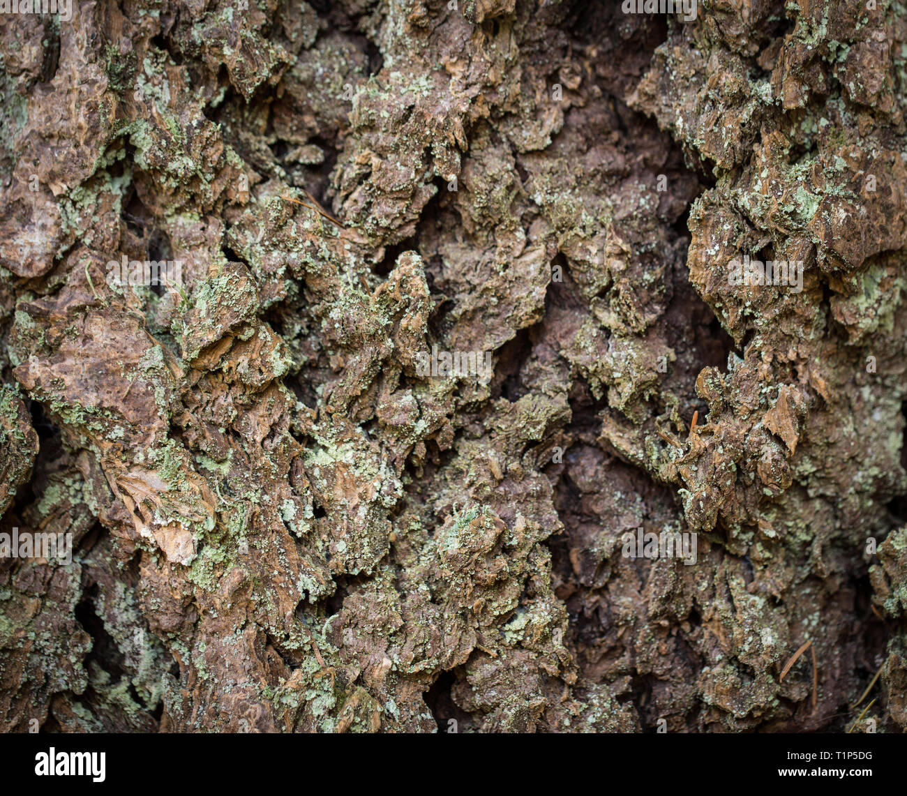 Bark on old tree hi-res stock photography and images - Alamy