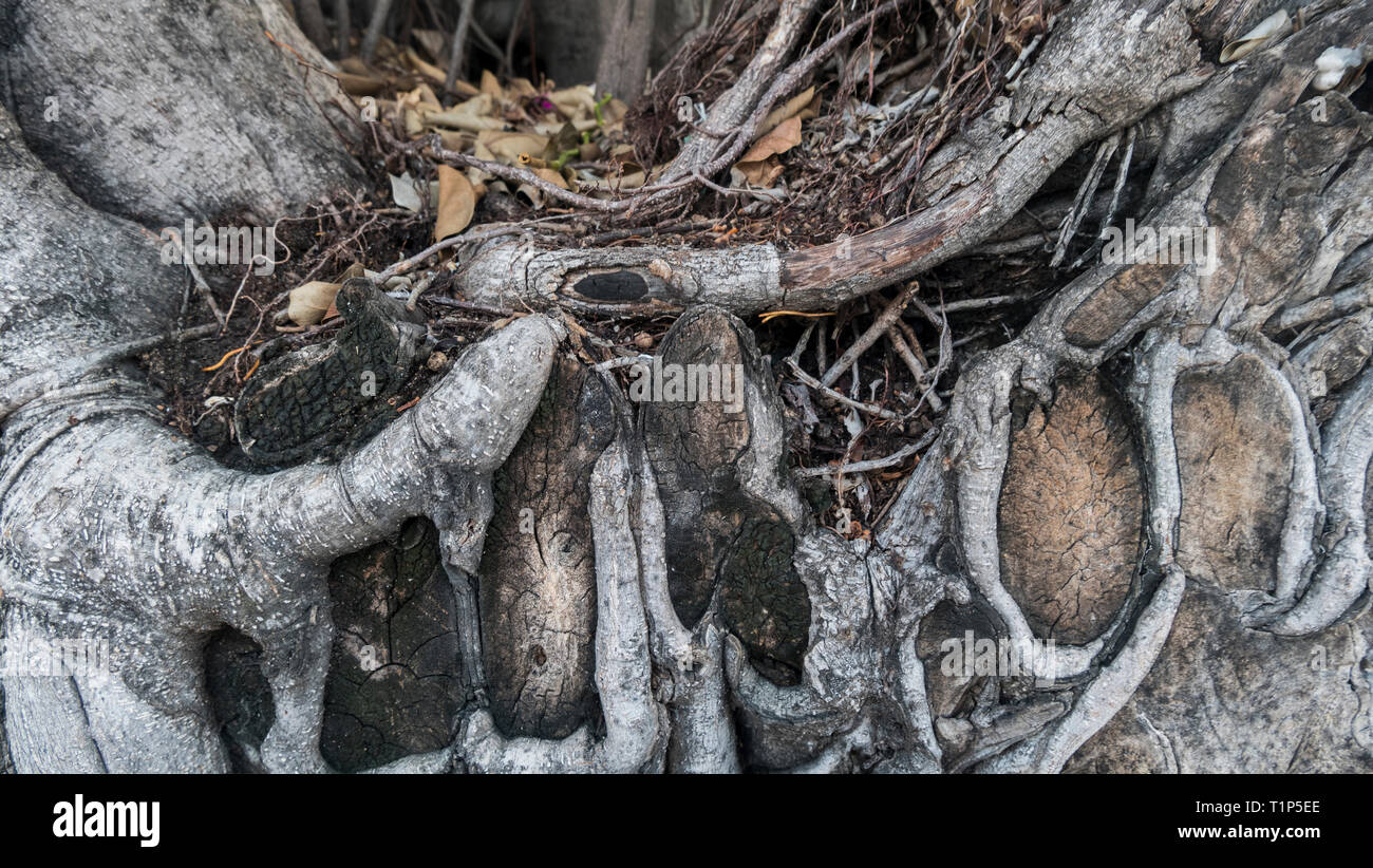 Root of the tree,Background tree roots for graphics.Close up Stock ...