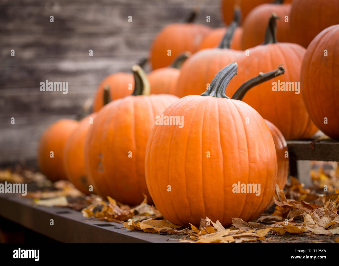 Round orange pumpkins hi-res stock photography and images - Alamy